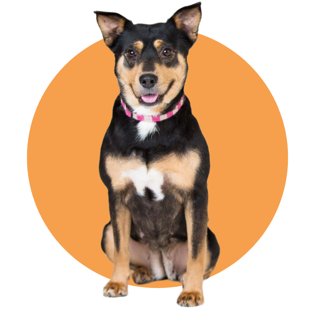 Wisconsin Humane Society Online Store | Shop to Help Shelter Animals