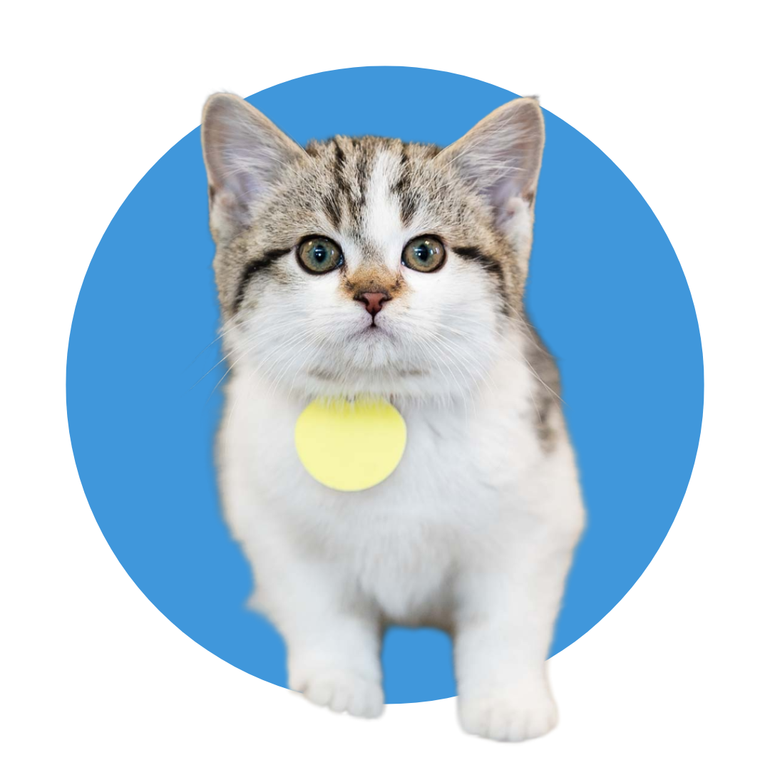 Wisconsin Humane Society Online Store | Shop to Help Shelter Animals