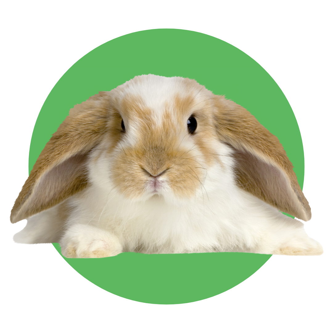 About Us – Wisconsin Humane Society