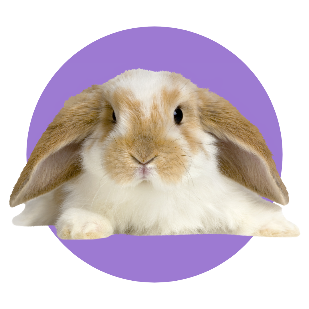 Wisconsin Humane Society Online Store | Shop to Help Shelter Animals