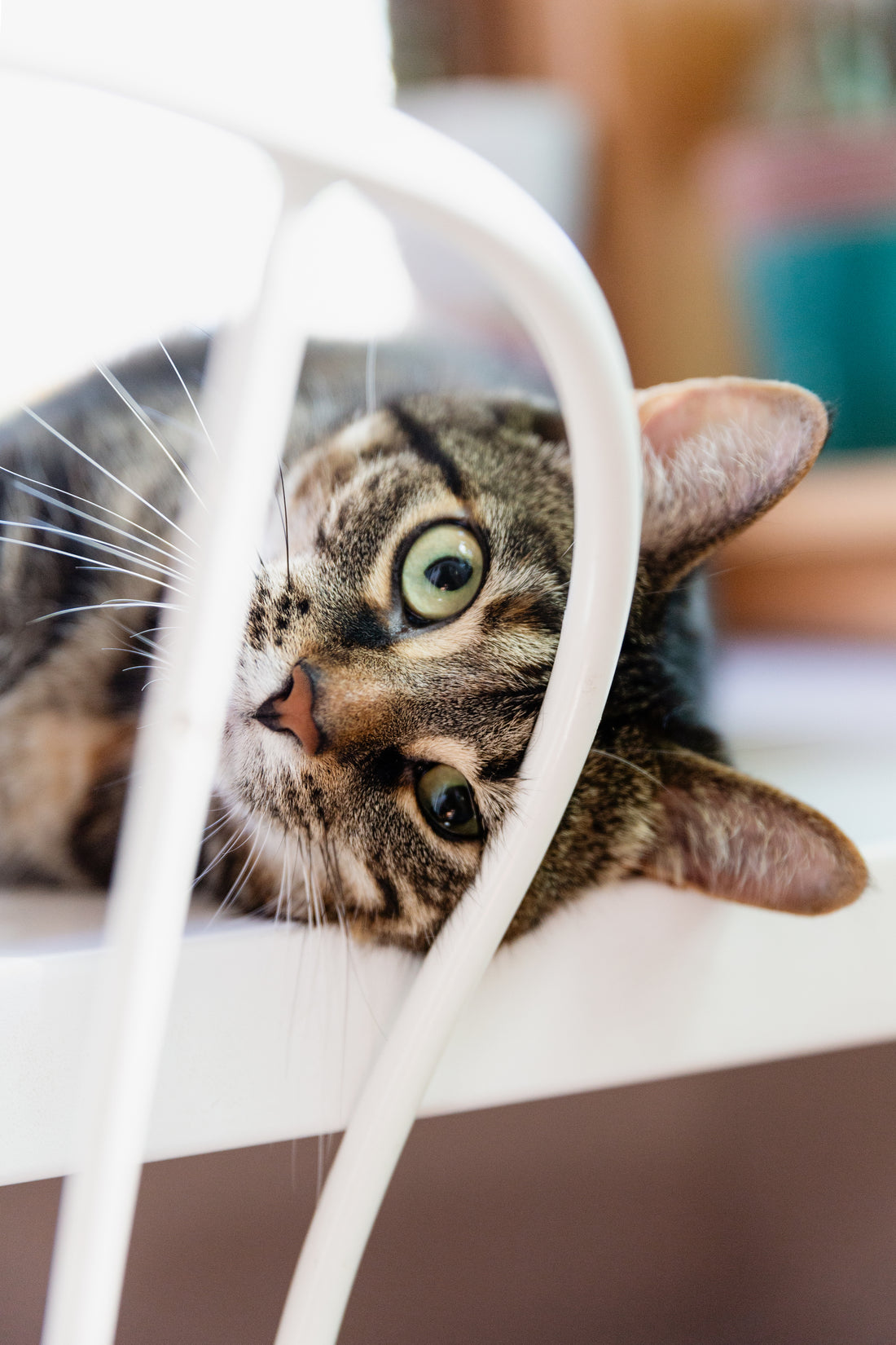 About Us – Wisconsin Humane Society